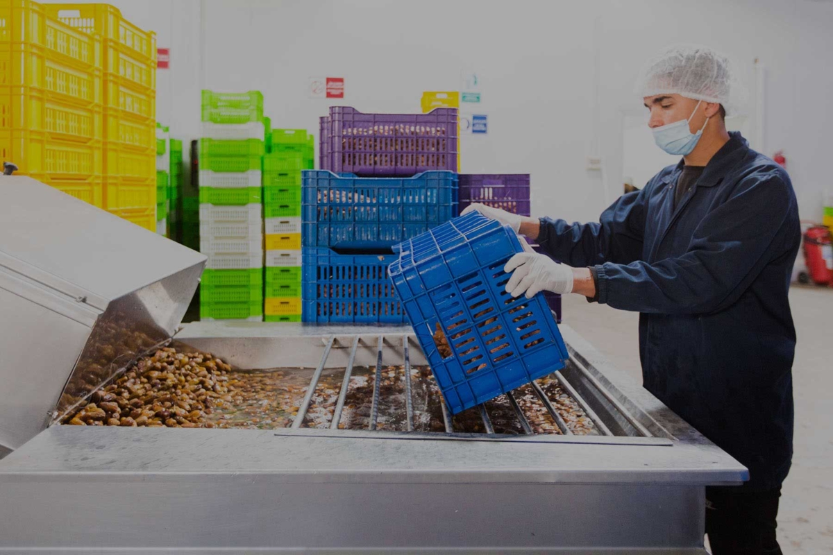 SED OASIS : producteur de dattes Deglet Nour en Algérie